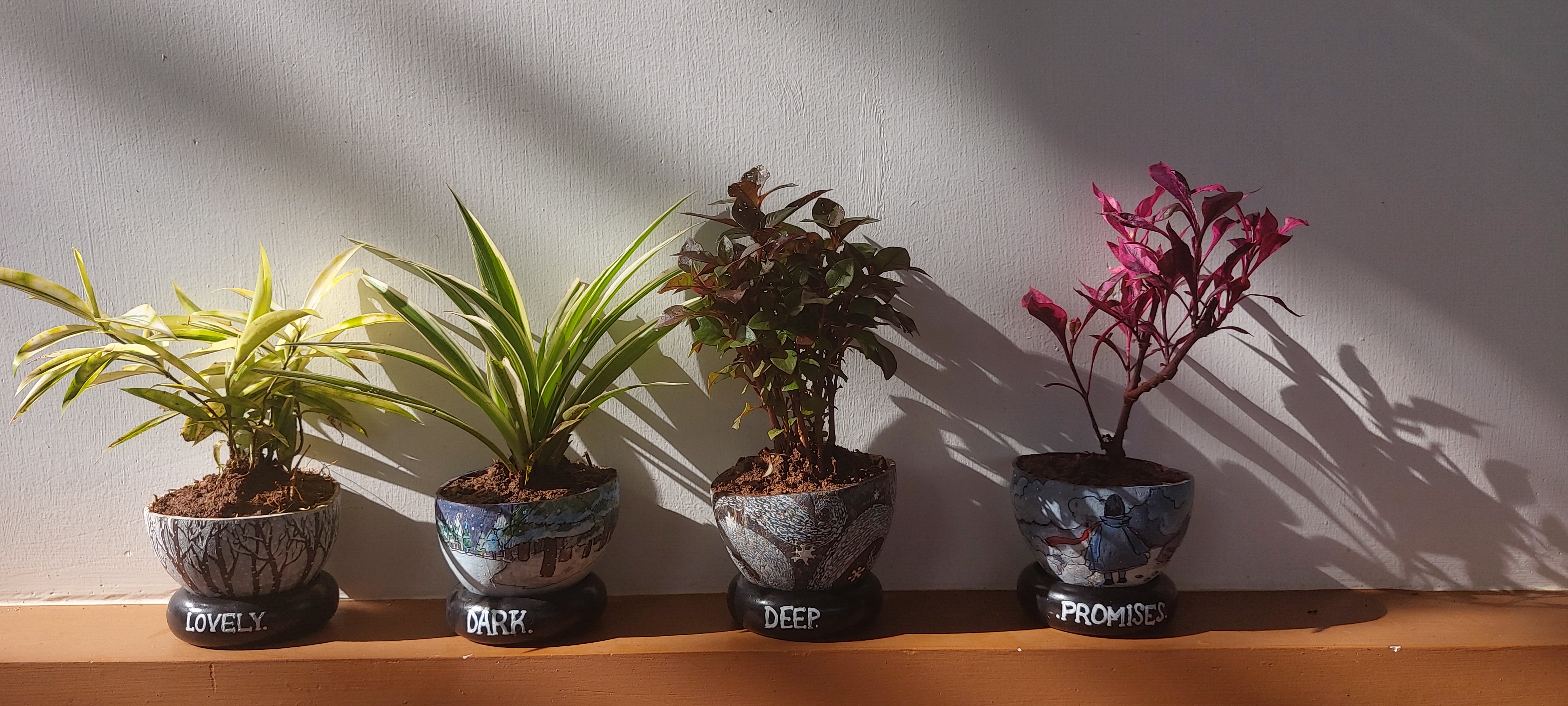 Coconut pots - directcreate.com