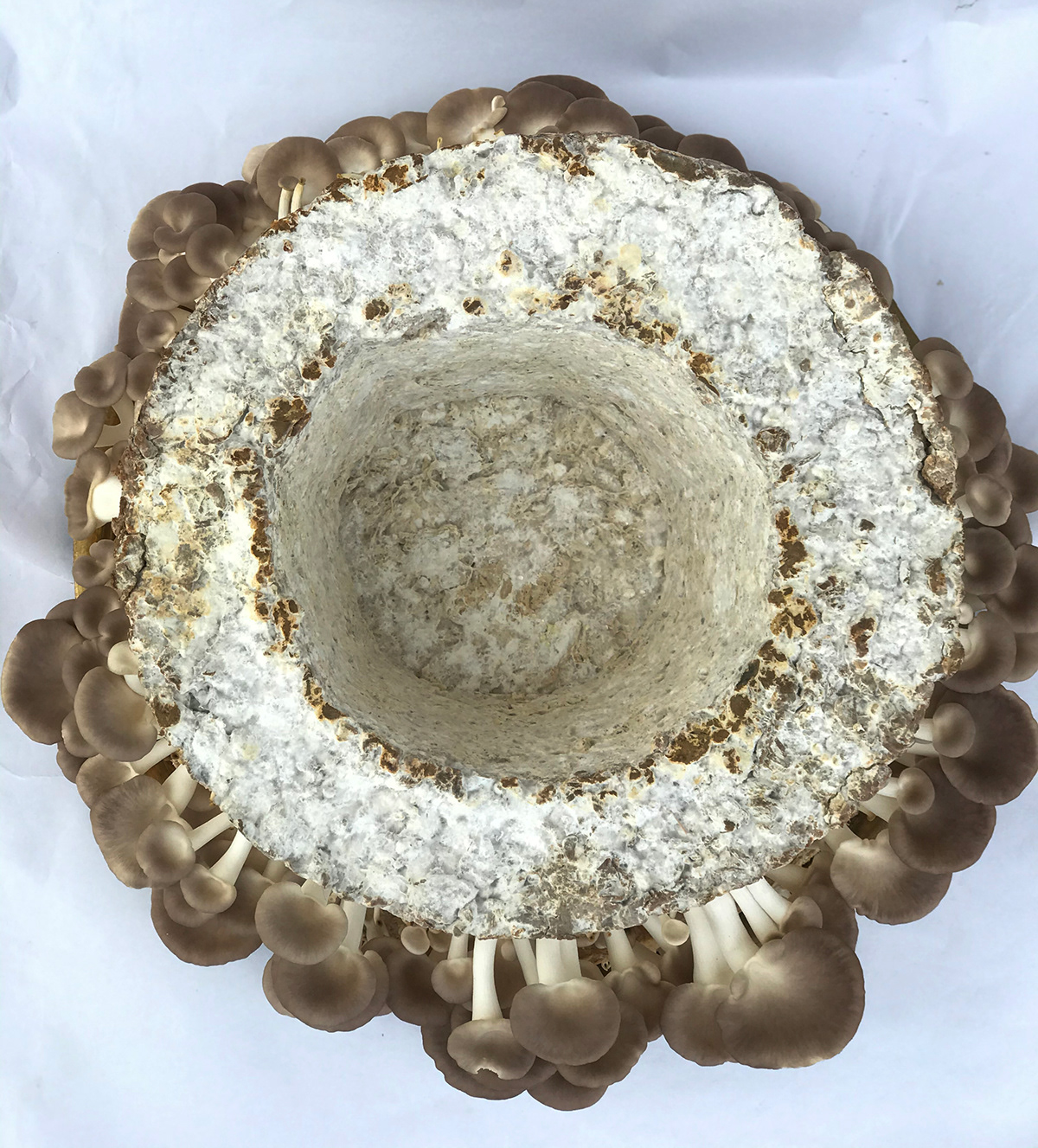 Tiny Mini Mycelium Stool - directcreate.com